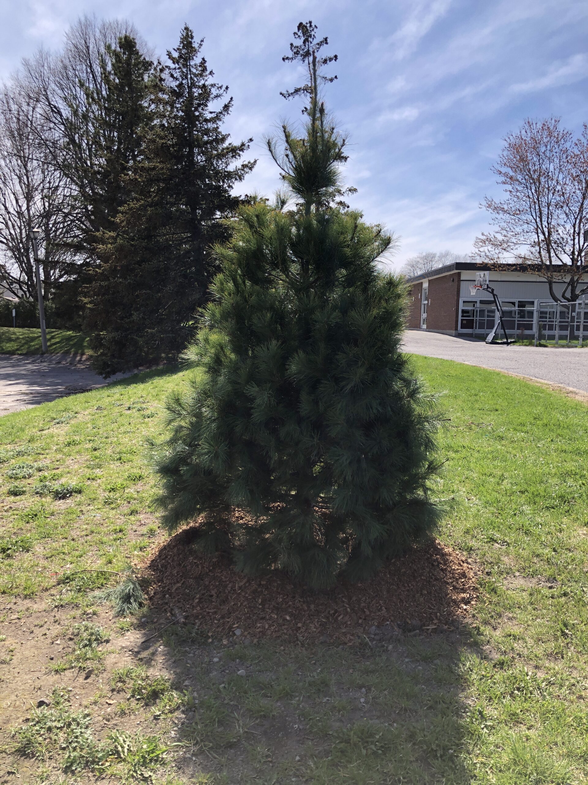 New Tree Planting in City View & Ryan Farm - OurCityView.ca